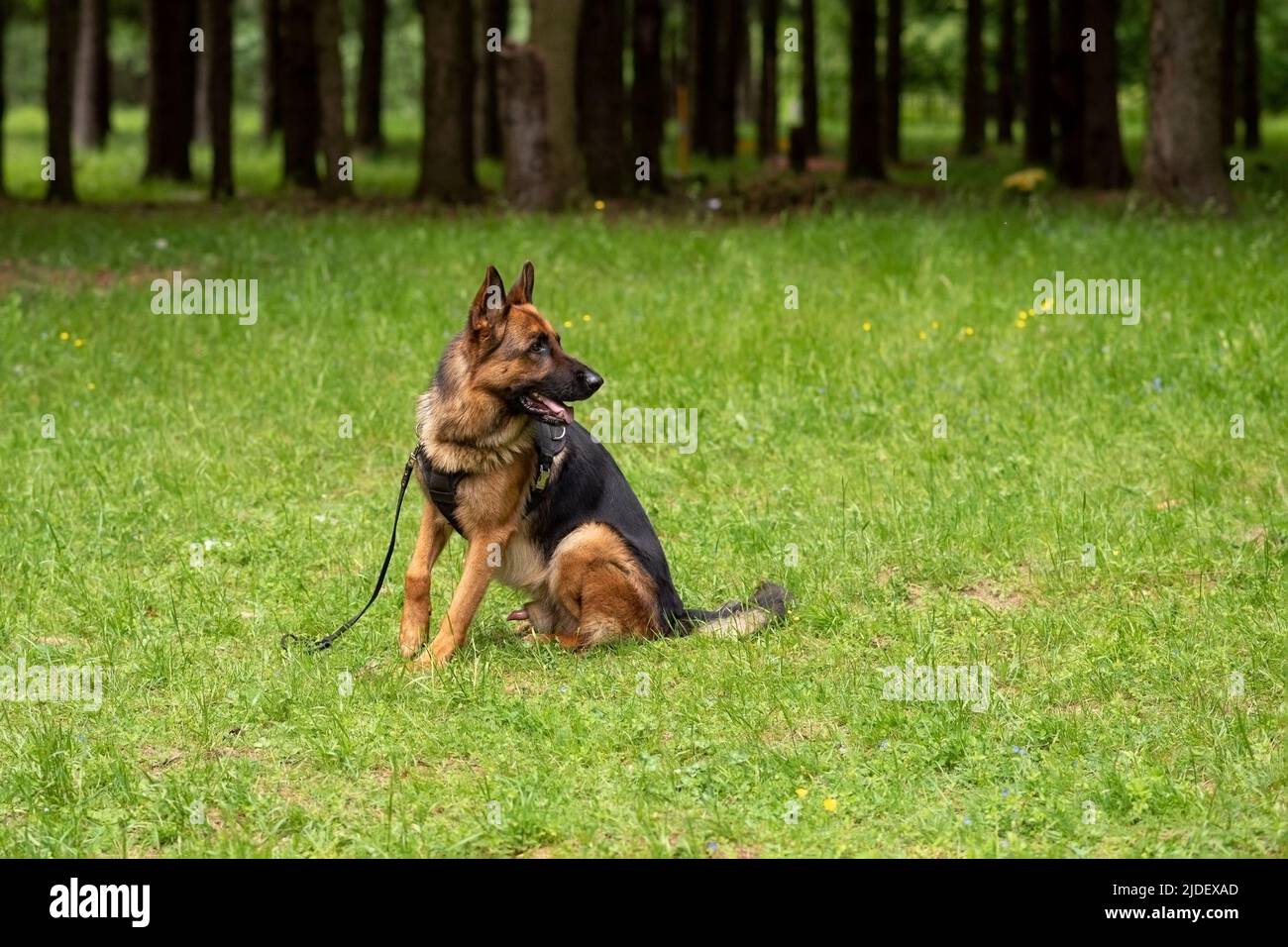 Service German Shepherd, on a leash and in unloading, sits on the grass ...