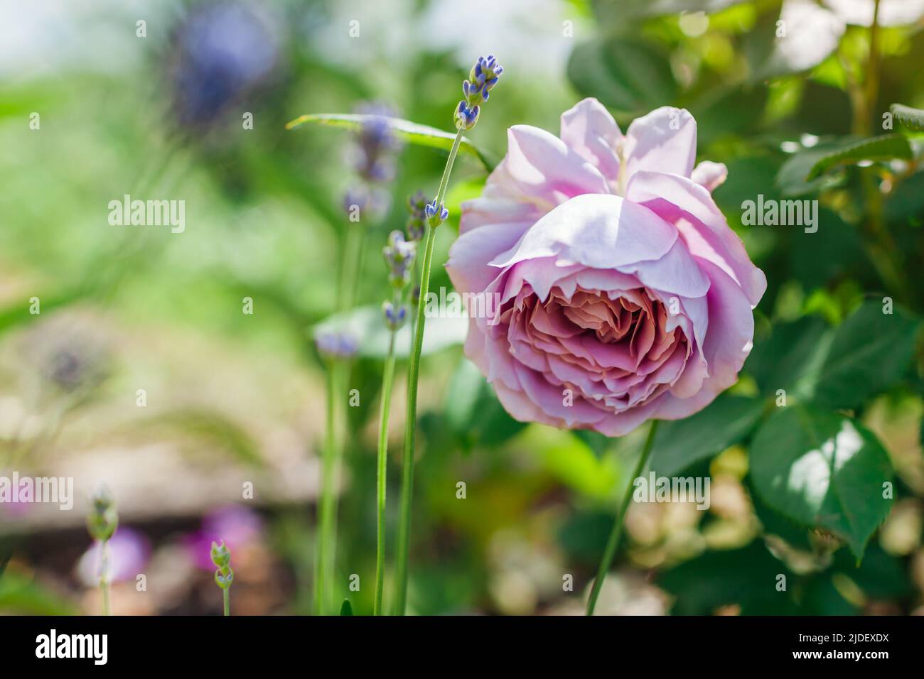 Lavender purple rose Novalis blooms by lavender in summer garden. Close ...