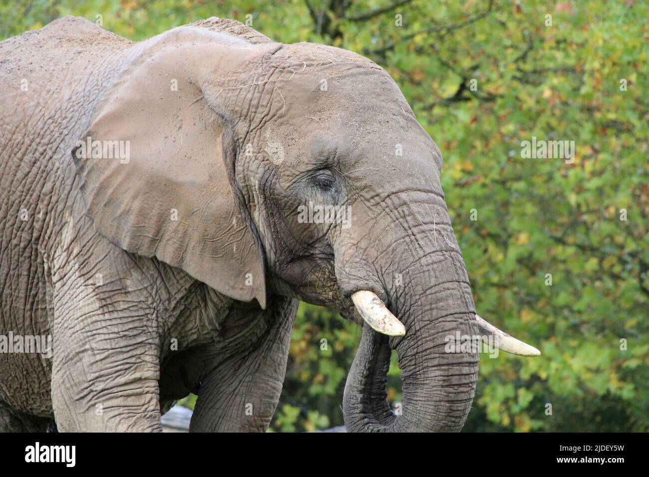 african elephant in a zoo in france Stock Photo - Alamy