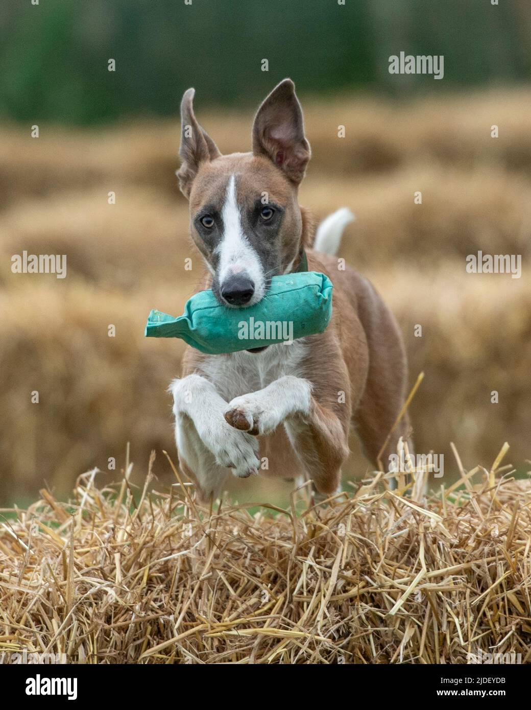 whippet doing dog training Stock Photo - Alamy