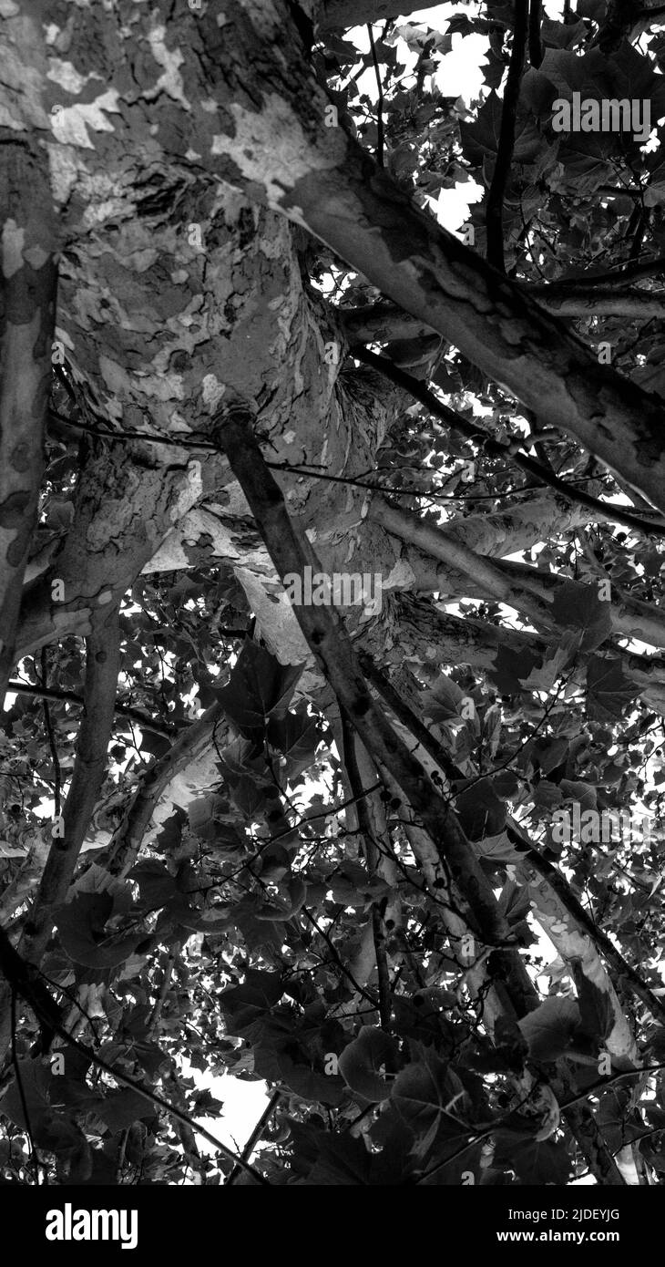 upside down tree Stock Photo - Alamy