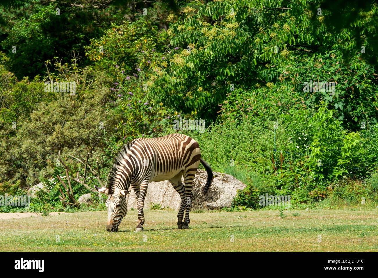 Zebra, Tête d'Or Park, Lyon, France Stock Photo - Alamy