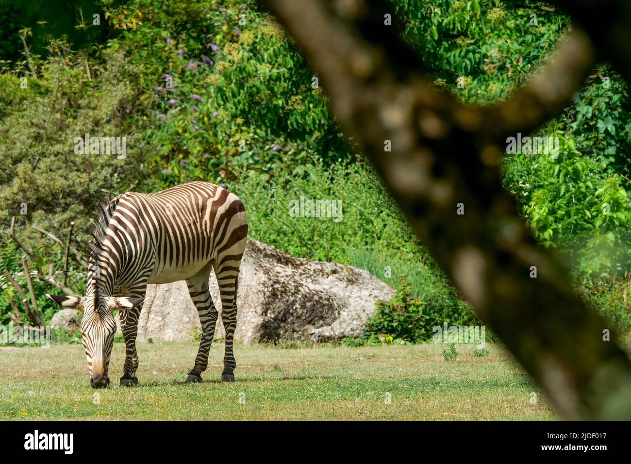 Zebra, Tête d'Or Park, Lyon, France Stock Photo - Alamy