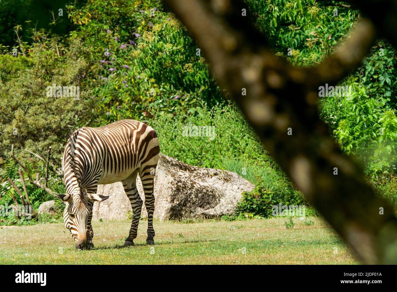 Zebra, Tête d'Or Park, Lyon, France Stock Photo - Alamy