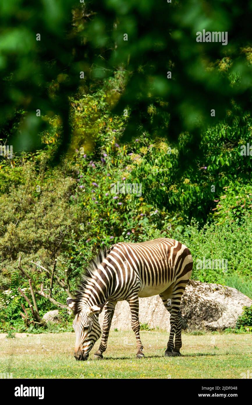 Zebra, Tête d'Or Park, Lyon, France Stock Photo - Alamy