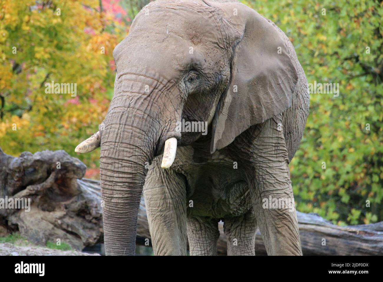 african elephant in a zoo in france Stock Photo - Alamy