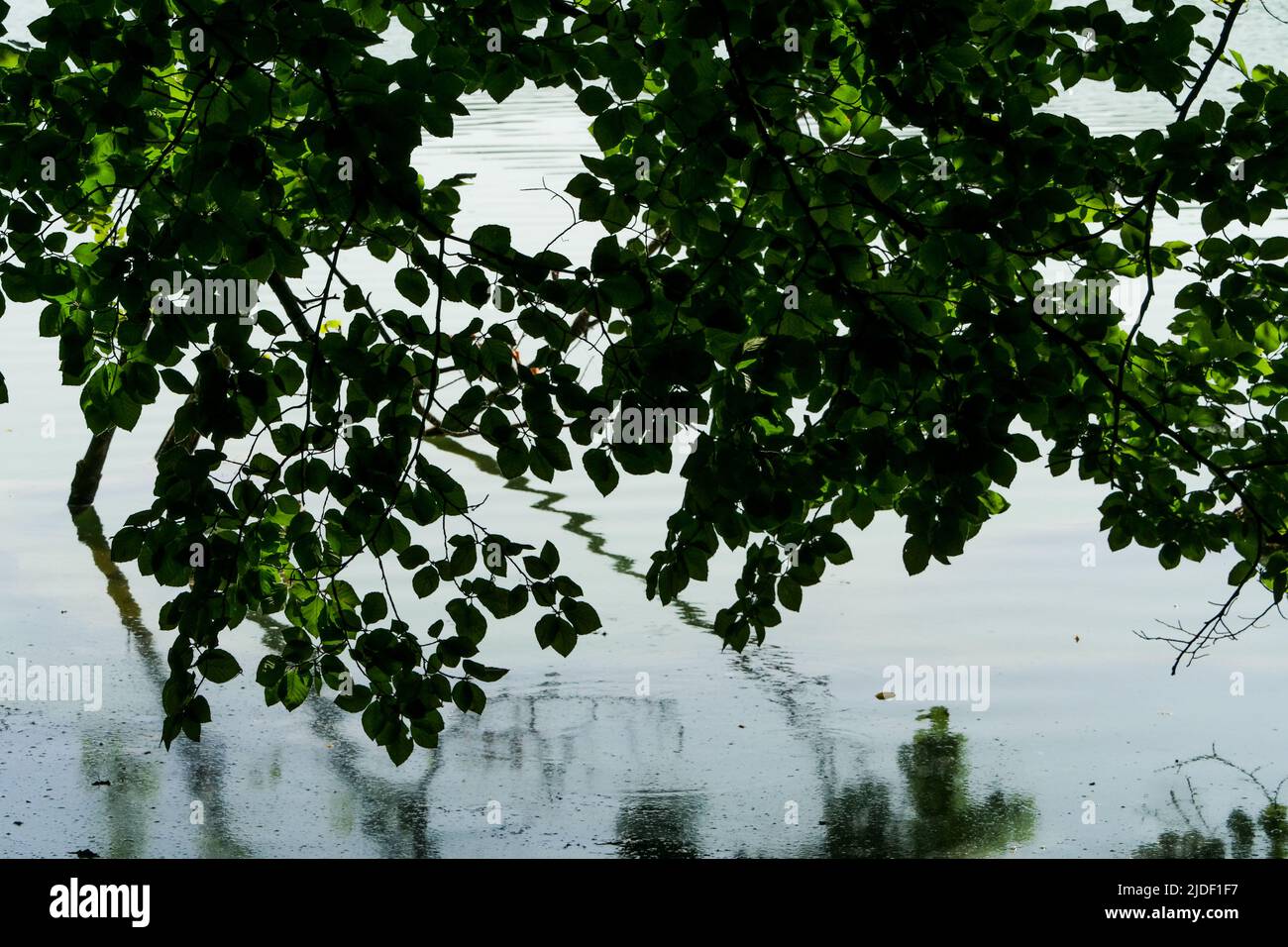 Trees on the lake's banks, Tête d'Or Park, Lyon, France Stock Photo - Alamy