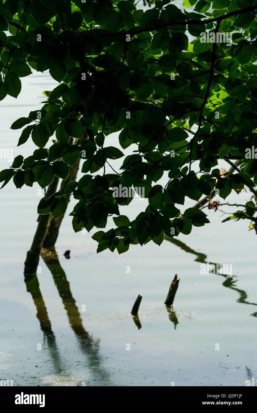Trees on the lake's banks, Tête d'Or Park, Lyon, France Stock Photo - Alamy