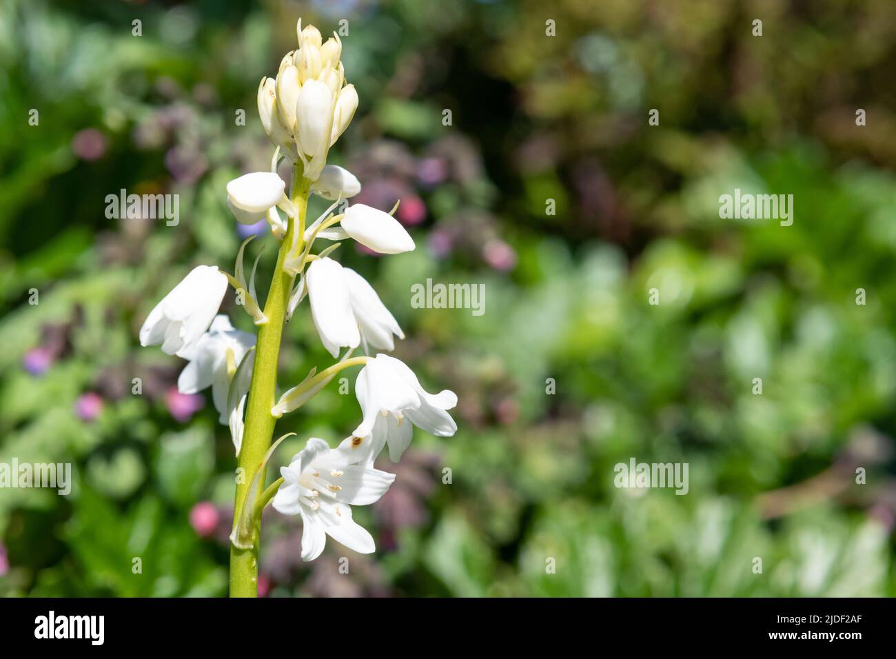 Close up of a white Spanish bluebell (hyacinthoides hispanica) flower ...