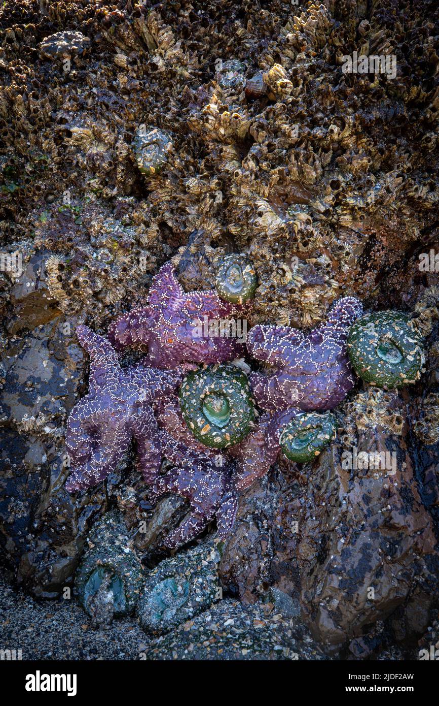 Tidal sea life hi-res stock photography and images - Alamy