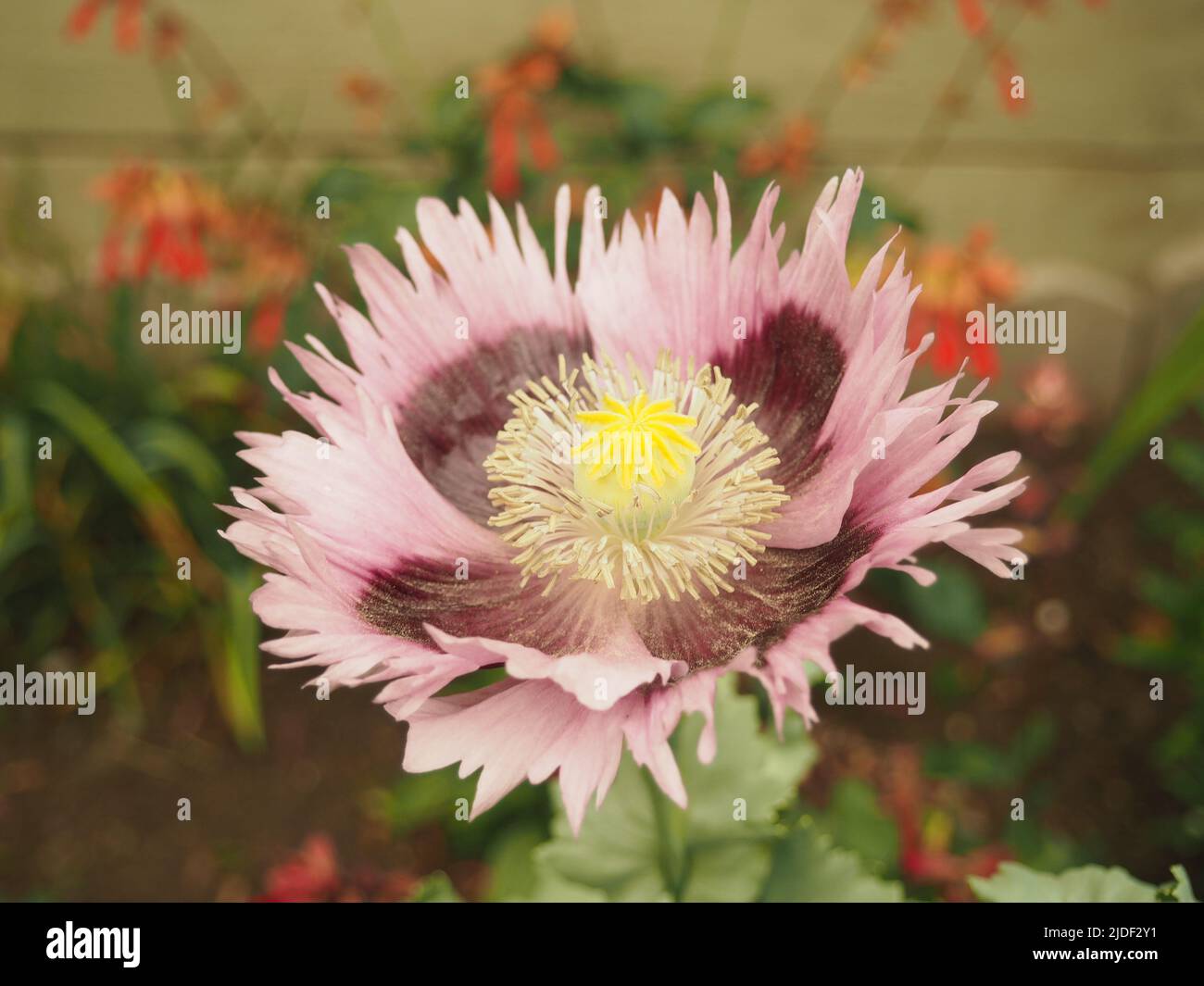 Two tone bloom hi-res stock photography and images - Alamy