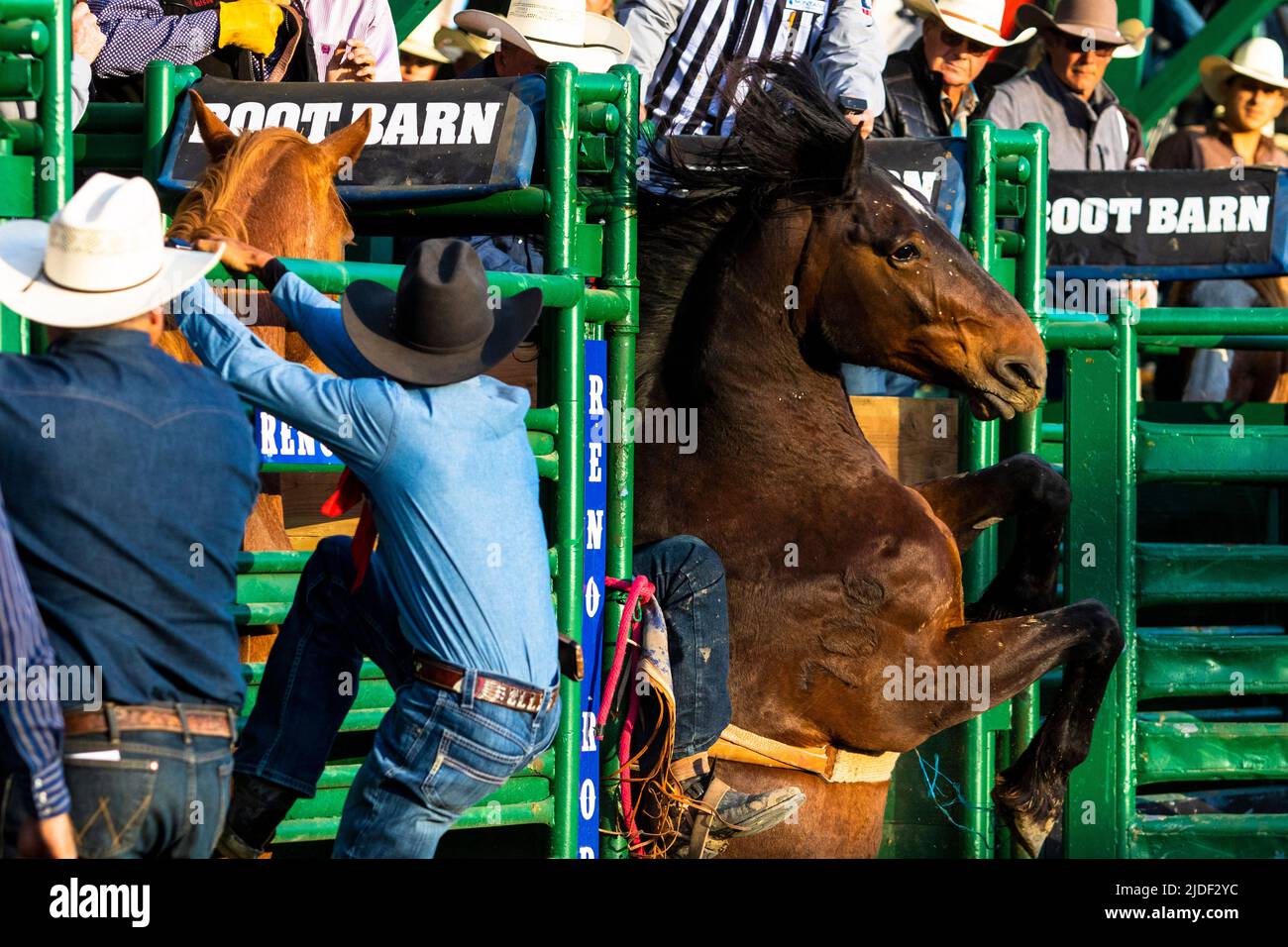 Backwards horse hi-res stock photography and images - Alamy