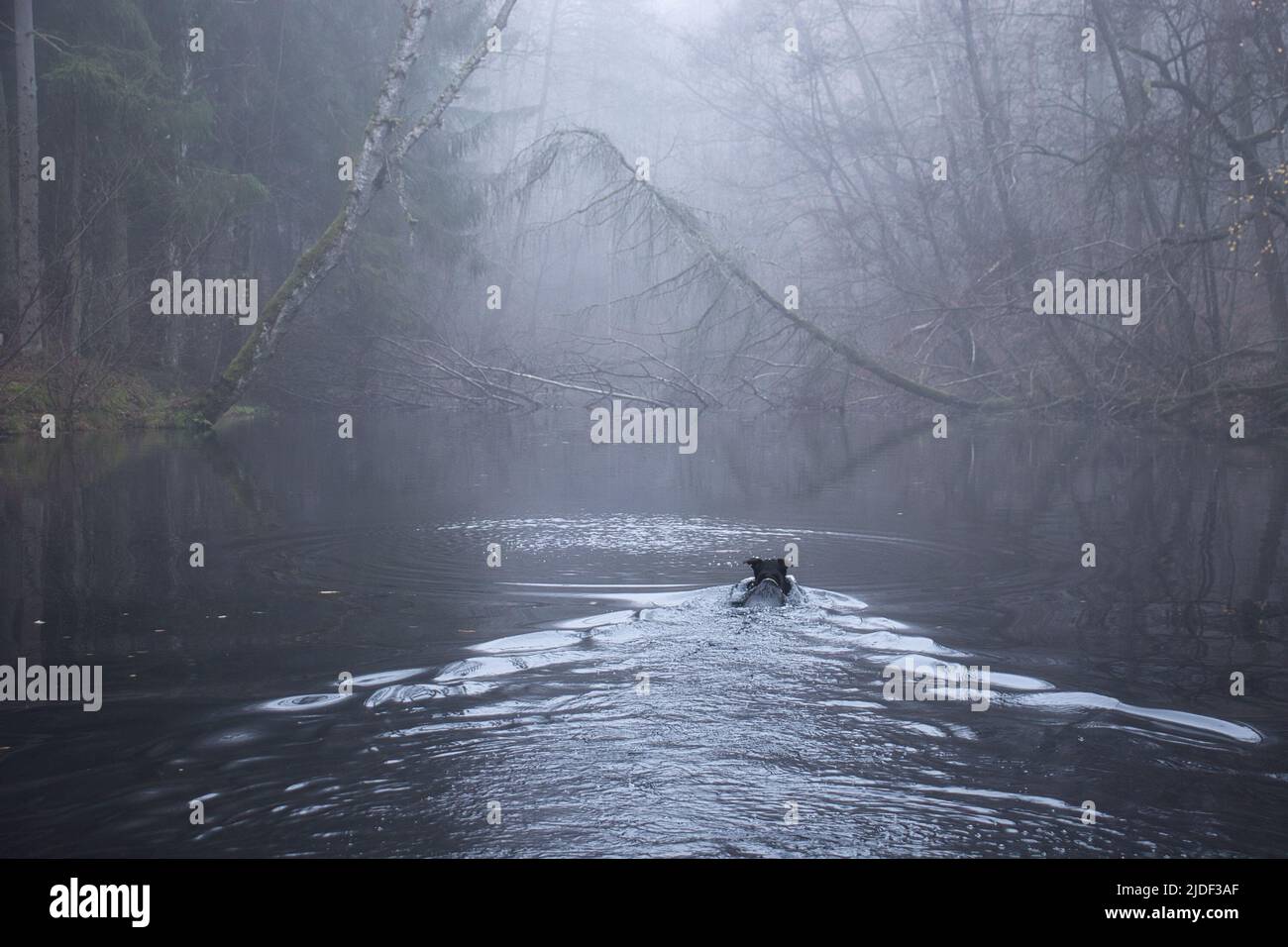 Cold foggy fall day at a lake in the Palatinate forest of Germany with ...