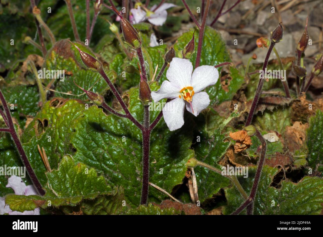 Ramonda myconi (Pyrenean-violet) is a Tertiary relict endemic of shady ...