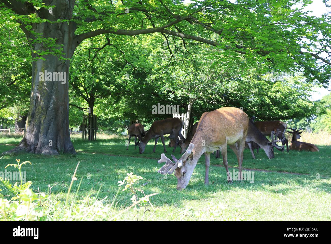 Deer in Richmond Park, in springtime, in SW London, UK Stock Photo - Alamy