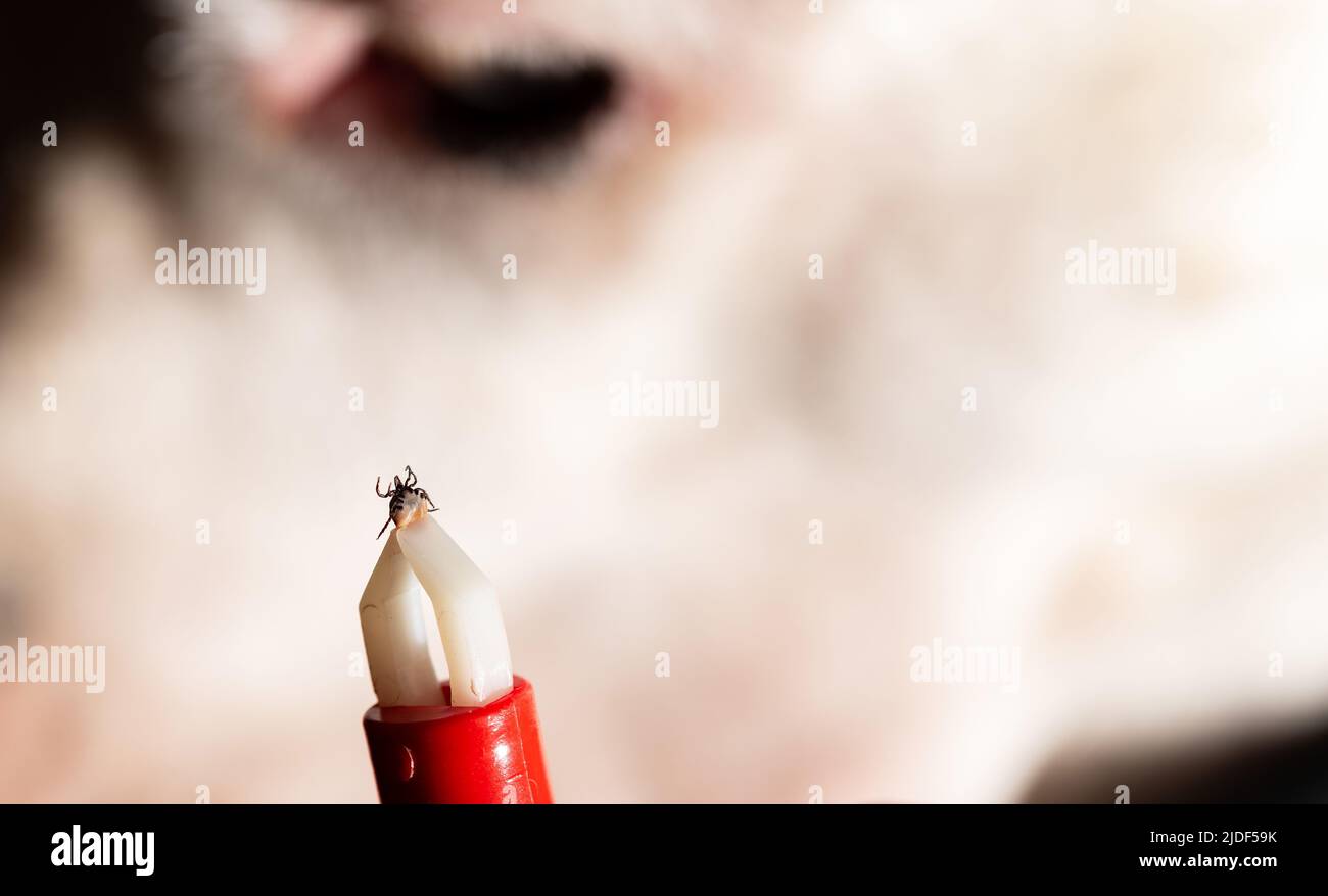 Insect tick in claws. Removing a tick insect from a dog. A dangerous ...