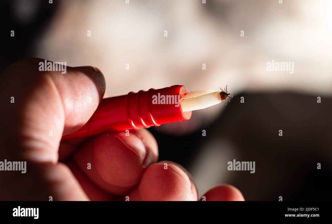 Insect tick in claws. Removing a tick insect from a dog. A dangerous ...