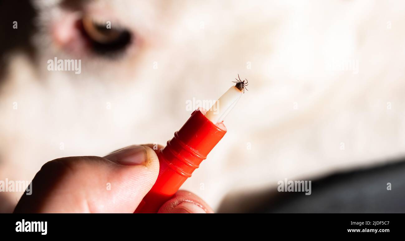 Insect tick in claws. Removing a tick insect from a dog. A dangerous ...