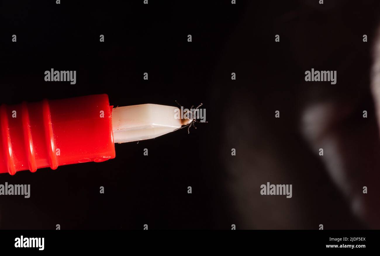 Insect tick in claws. Removing a tick insect from a dog. A dangerous ...