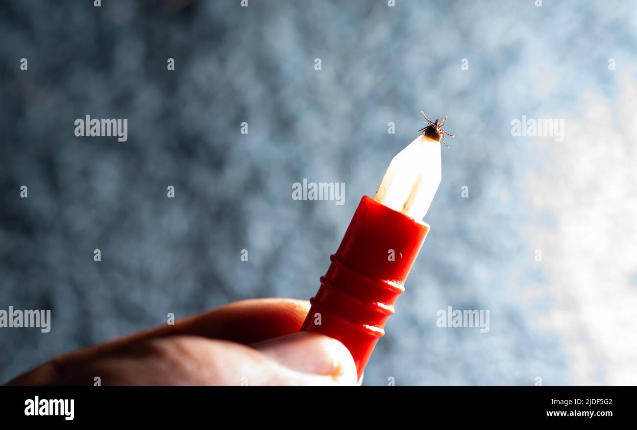 Insect tick in claws. Removing a tick insect from a dog. A dangerous ...