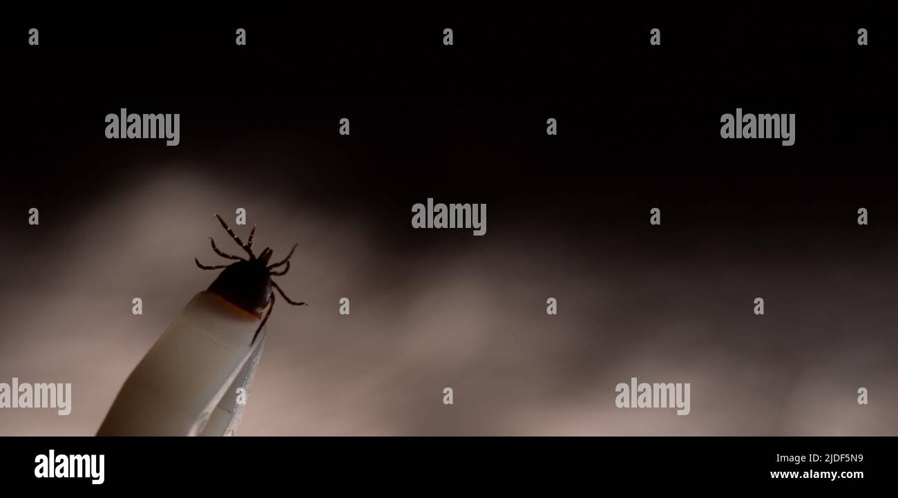 Insect tick in claws. Removing a tick insect from a dog. A dangerous ...