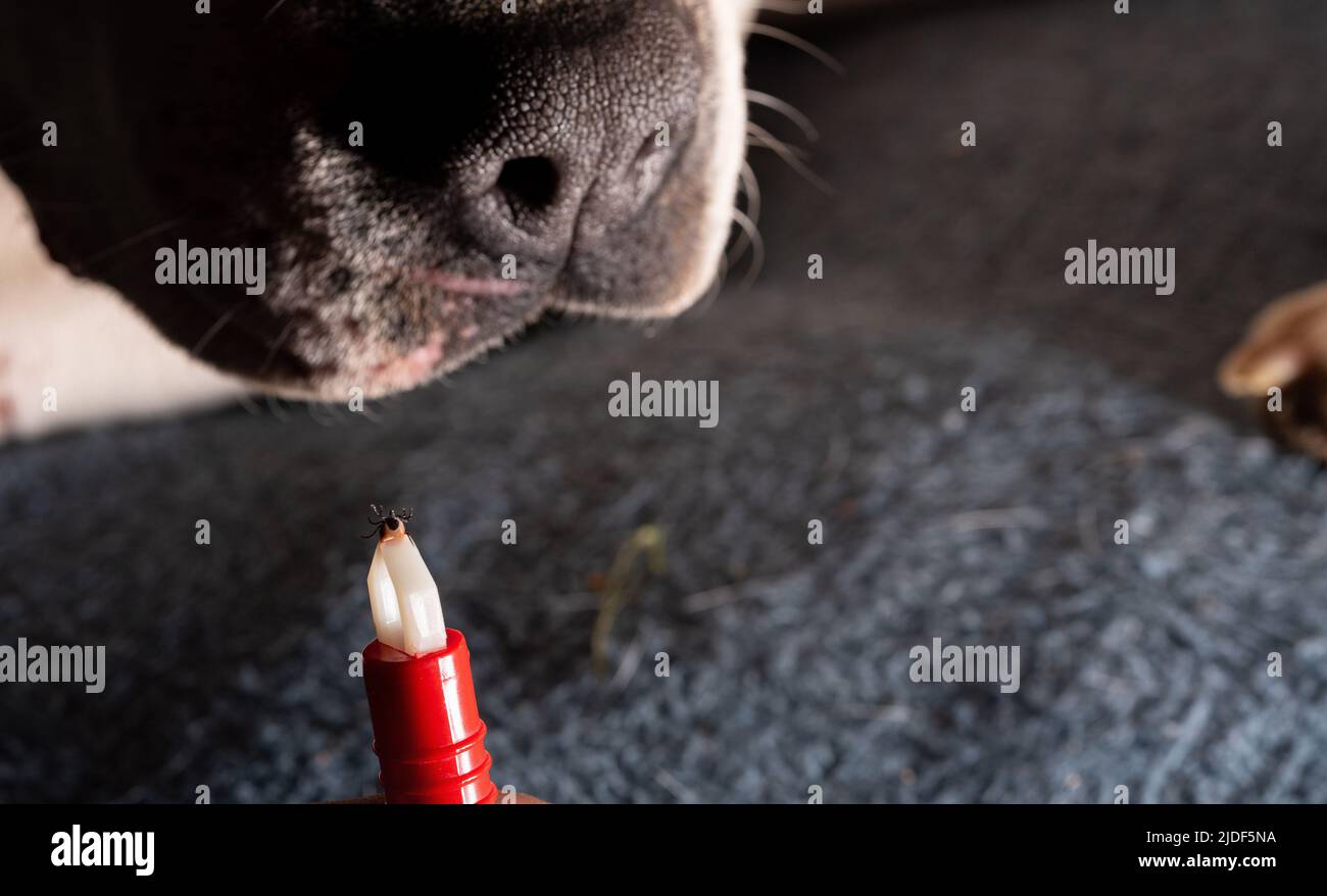 Insect tick in claws. Removing a tick insect from a dog. A dangerous ...