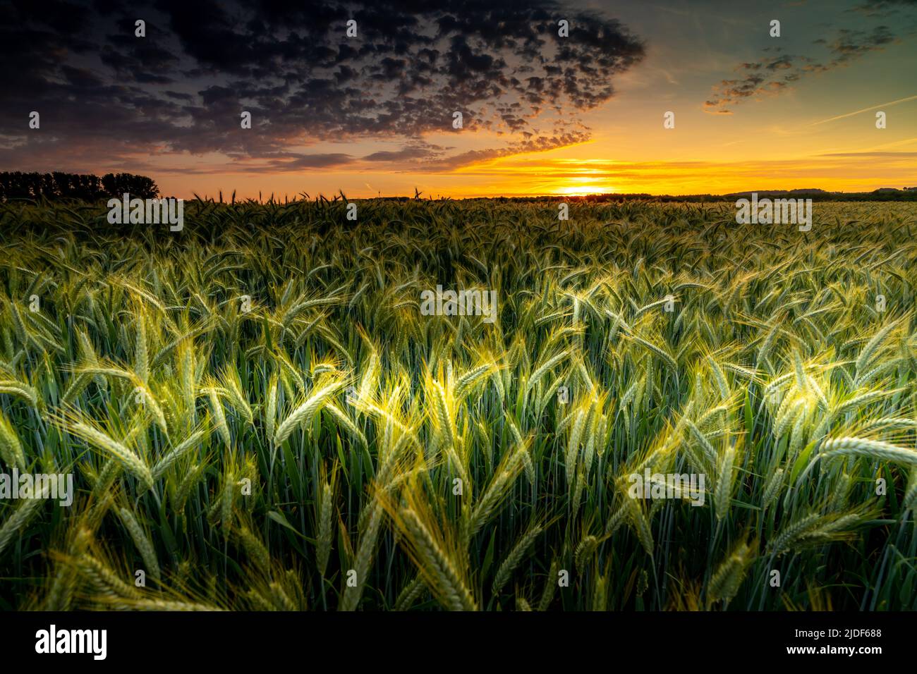 Dramatic evening sky at a sunset on a wheat field Stock Photo - Alamy