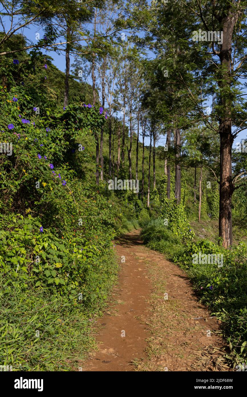 View of the walking trail at the start of the trek to Chembra Peak in ...