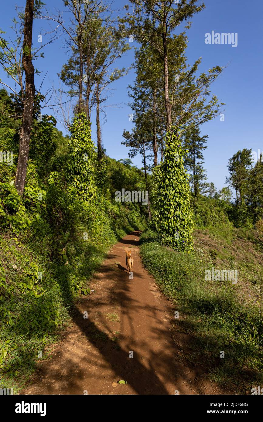 View of the walking trail at the start of the trek to Chembra Peak in ...
