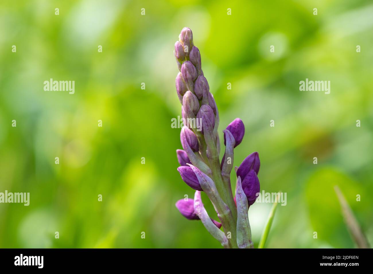 Close up of an early purple orchid (orchis mascula) flower emerging ...