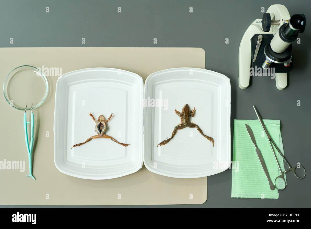Anatomy class dissection hi-res stock photography and images - Alamy