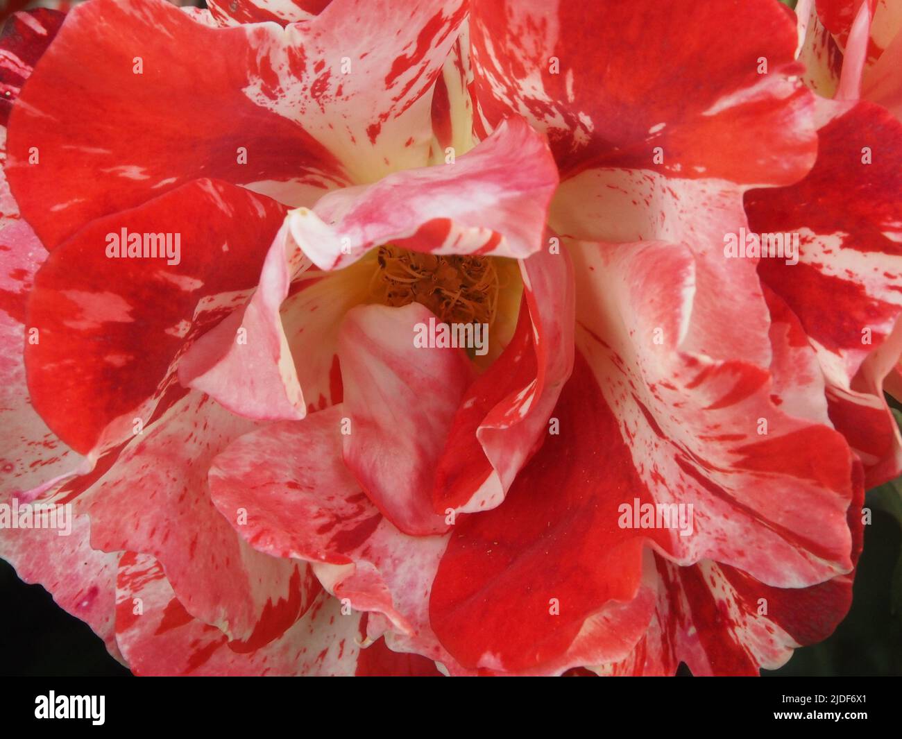 Red hanky hi-res stock photography and images - Alamy