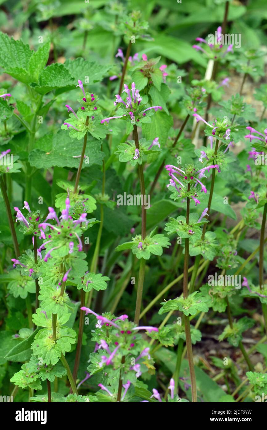 common henbit, or greater henbit, Stängelumfassende Taubnessel, Lamium ...