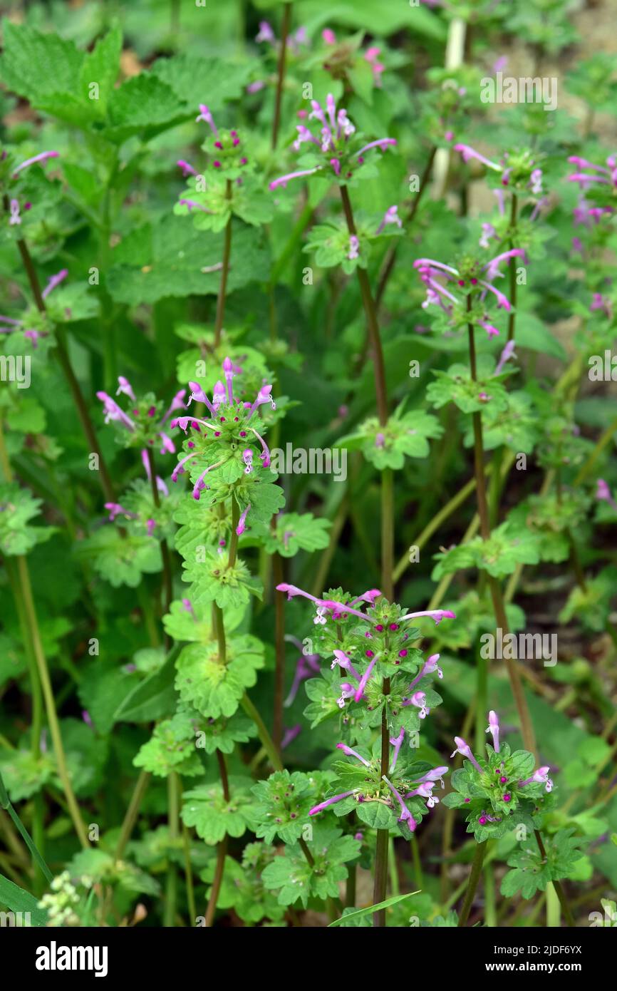 common henbit, or greater henbit, Stängelumfassende Taubnessel, Lamium ...