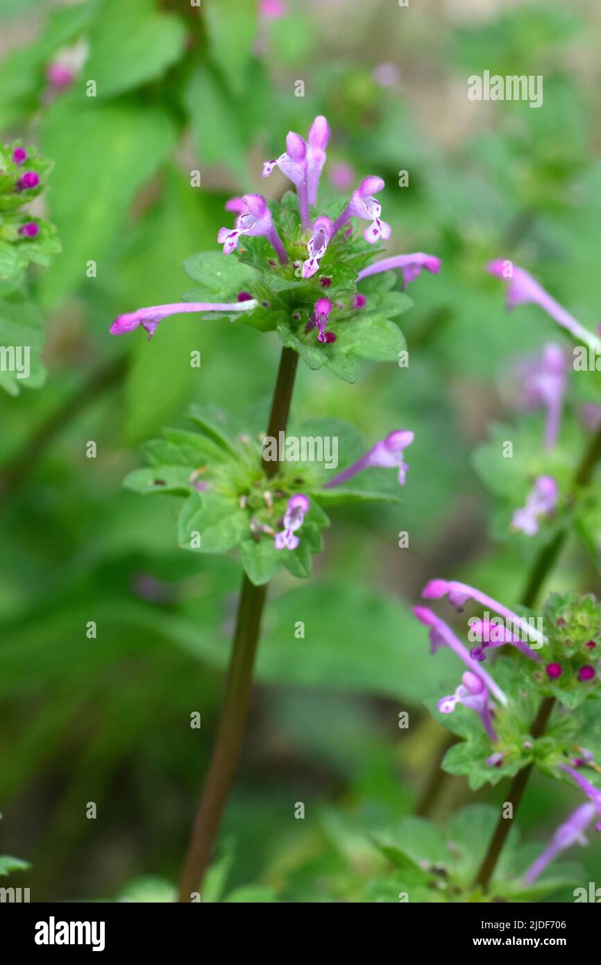 common henbit, or greater henbit, Stängelumfassende Taubnessel, Lamium ...