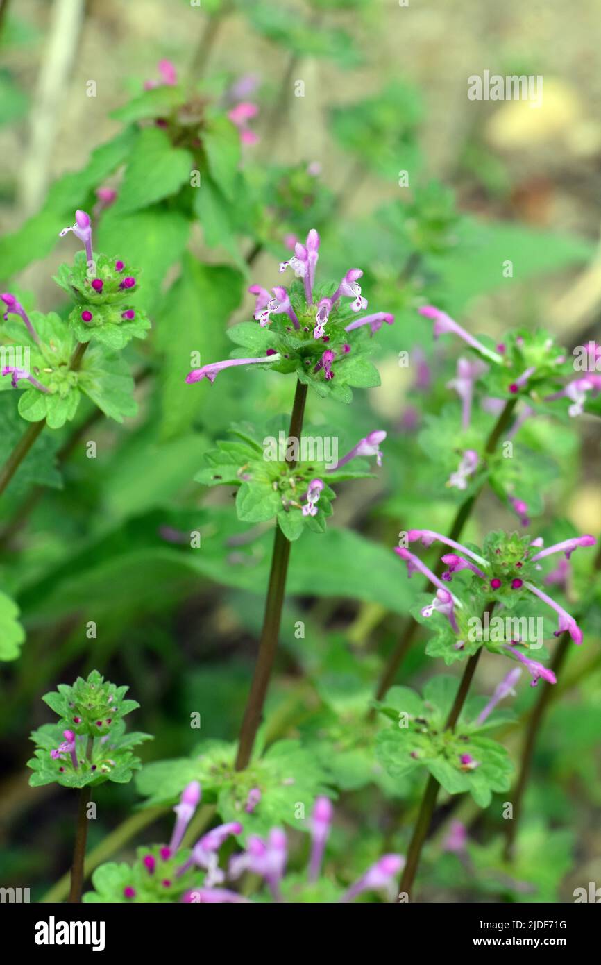 common henbit, or greater henbit, Stängelumfassende Taubnessel, Lamium ...
