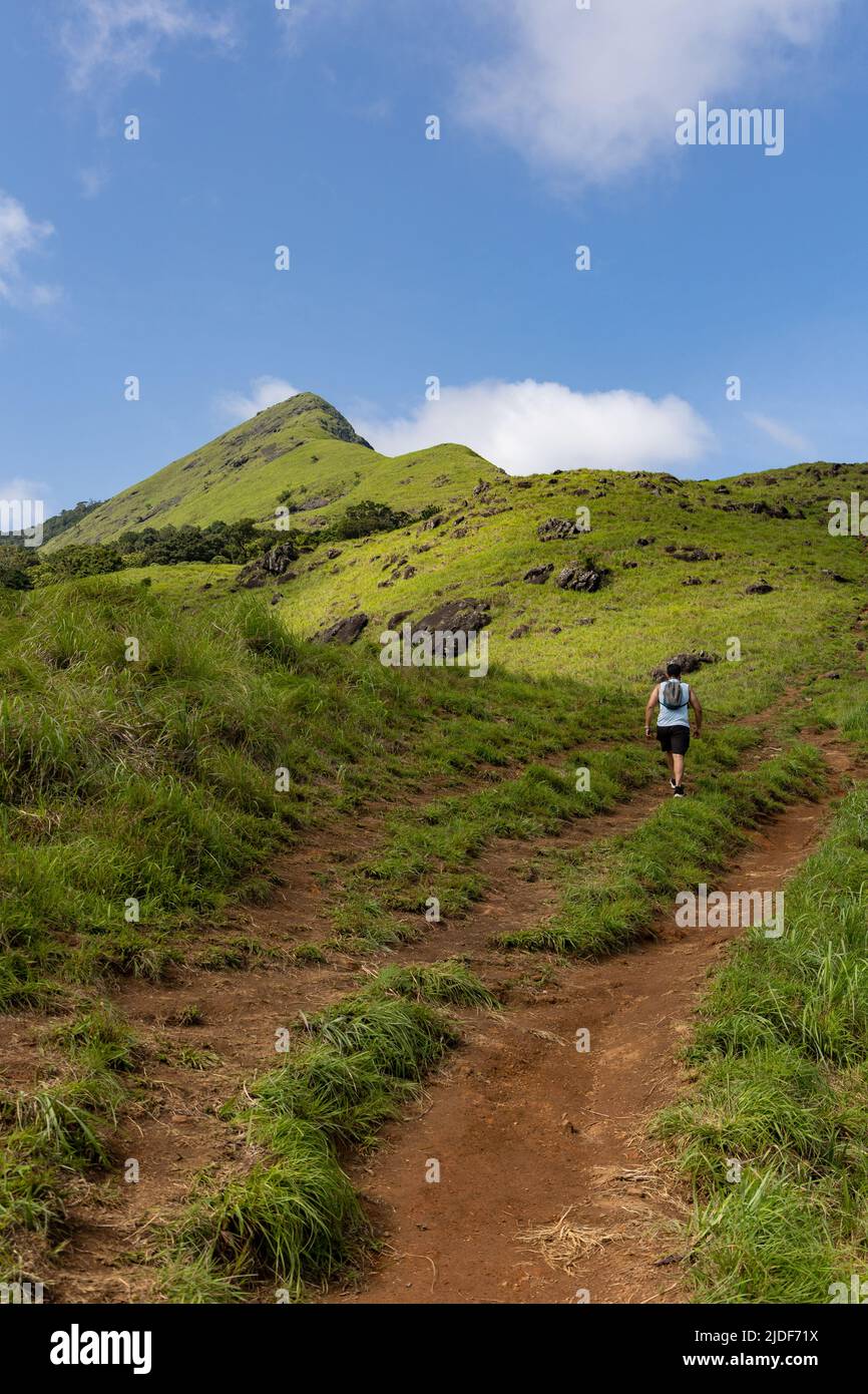 A trekker on the trail to Chembra Peak in Wayanad, Kerala Stock Photo ...