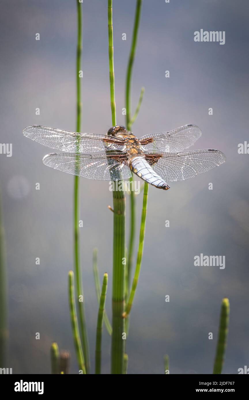 Dragonfly Flying Over Water