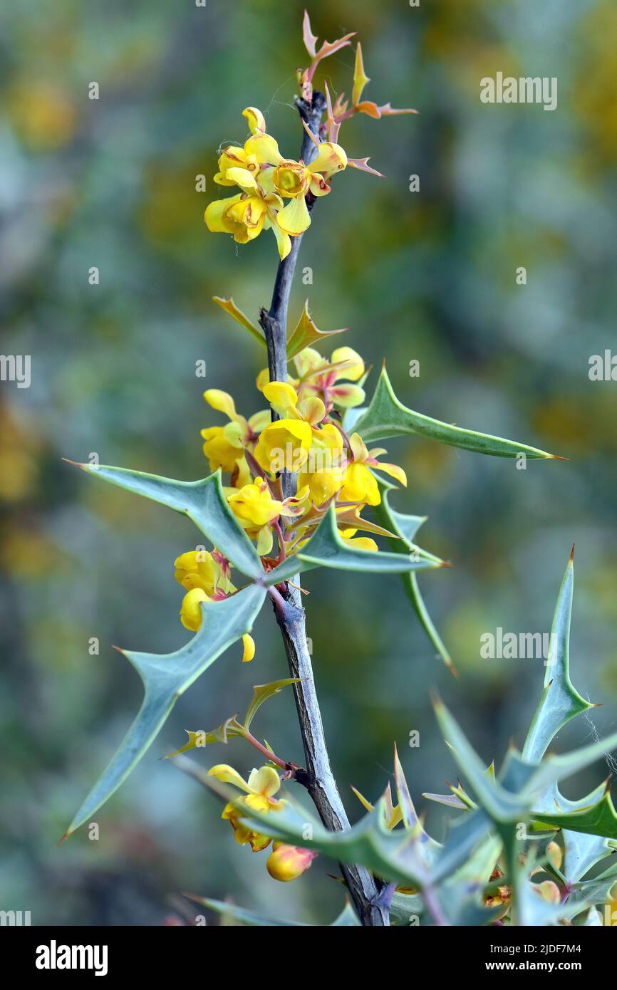 Mahonia trifoliolata hi-res stock photography and images - Alamy
