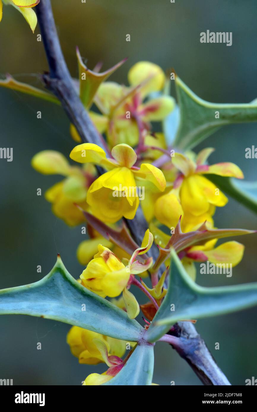 Mahonia trifoliolata hi-res stock photography and images - Alamy