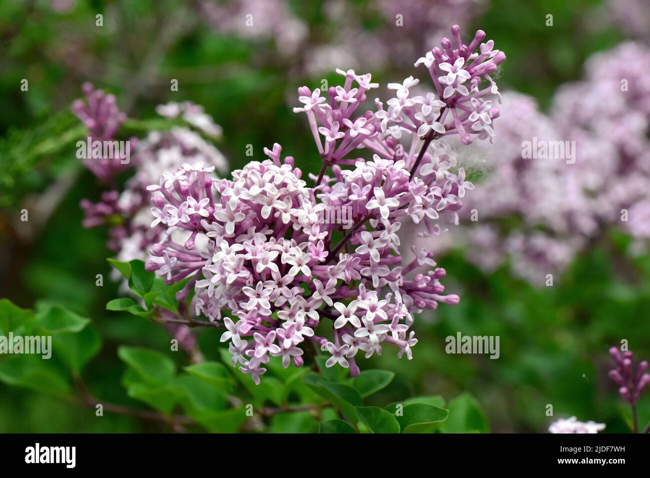 Korean Lilac Tree