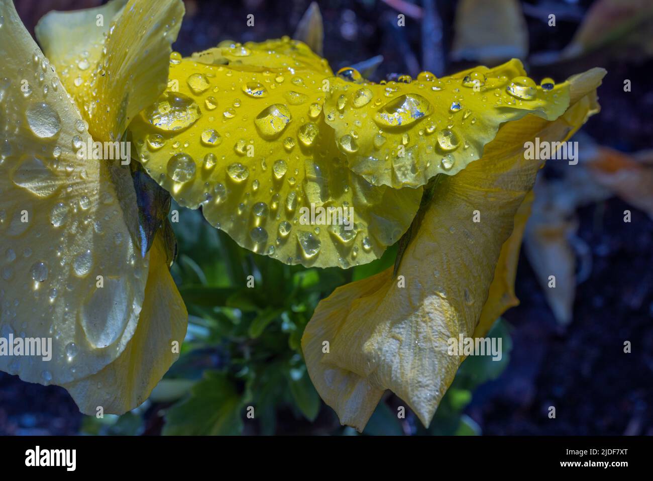 Rain on petunia hi-res stock photography and images - Alamy