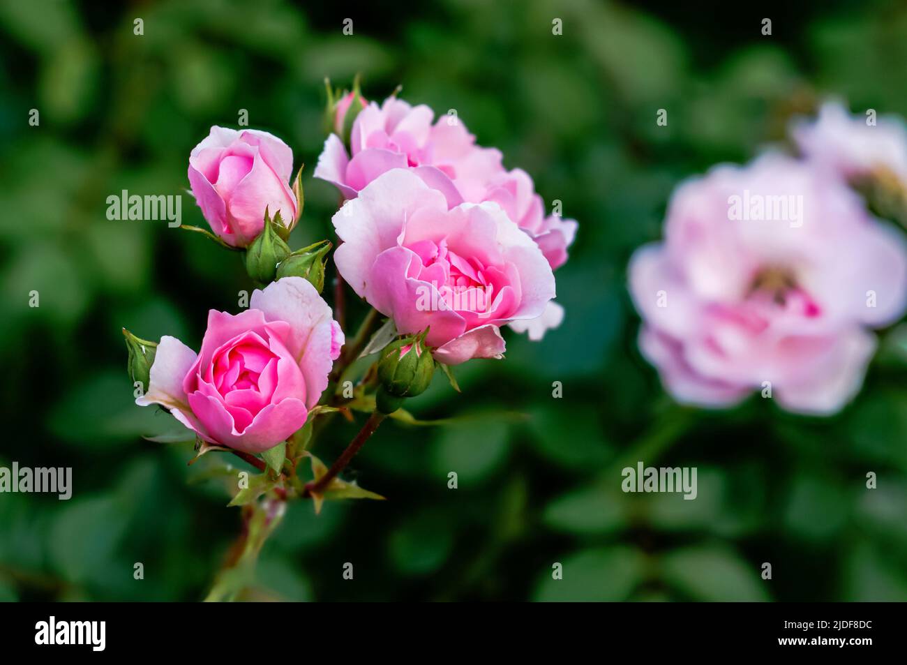 English rose, multi-flowered pink flower bouquets from close range ...