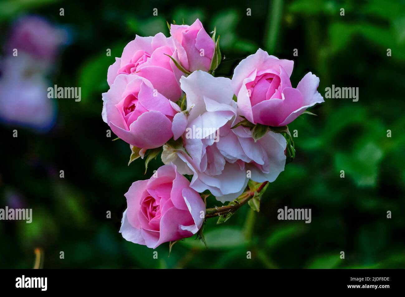 English rose, multi-flowered pink flower bouquets from close range ...