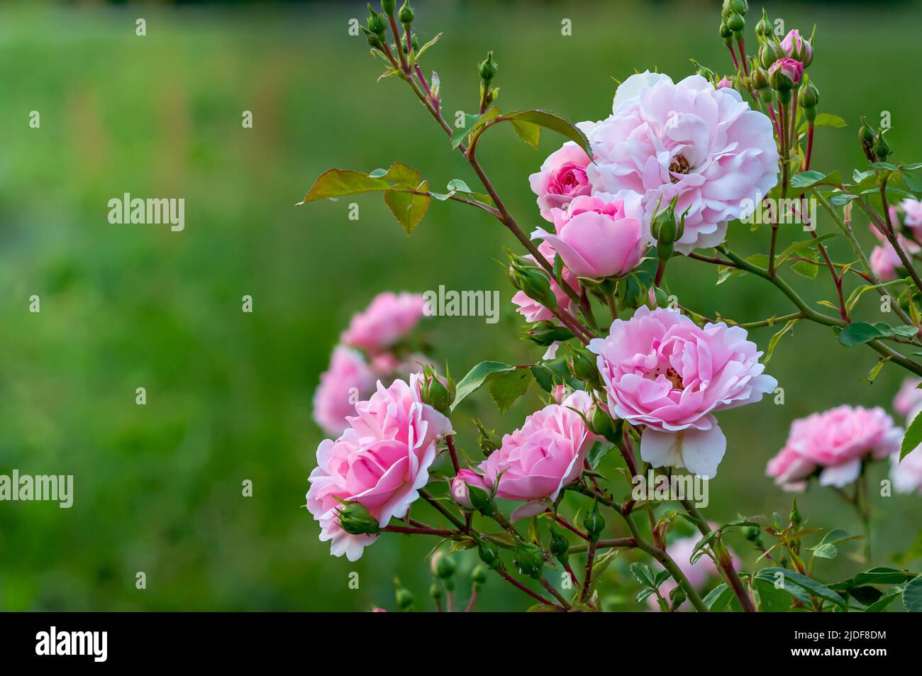 English rose, multi-flowered pink flower bouquets from close range ...