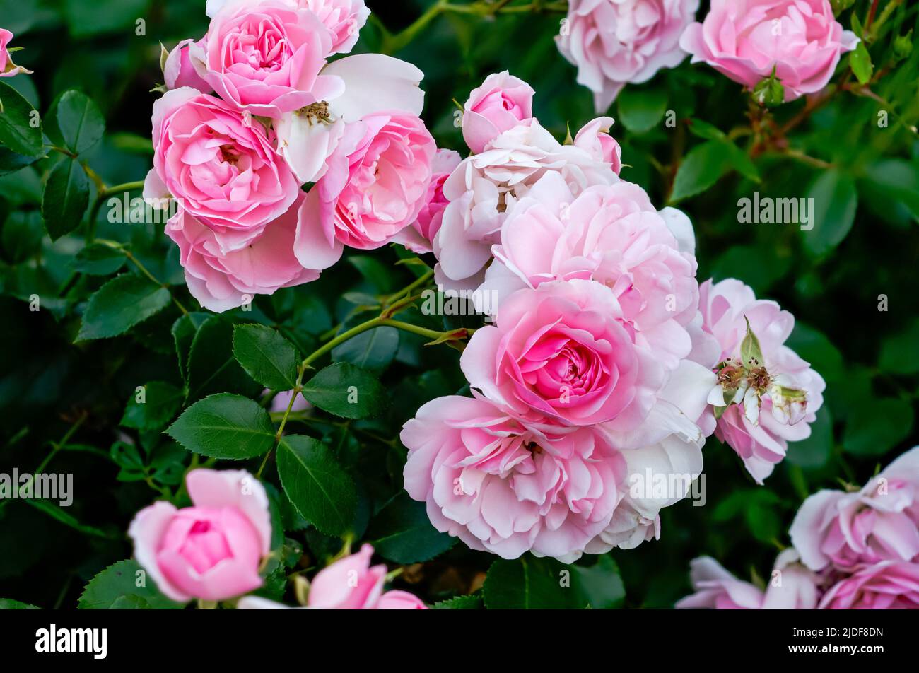 Multi flowered rose hi-res stock photography and images - Alamy