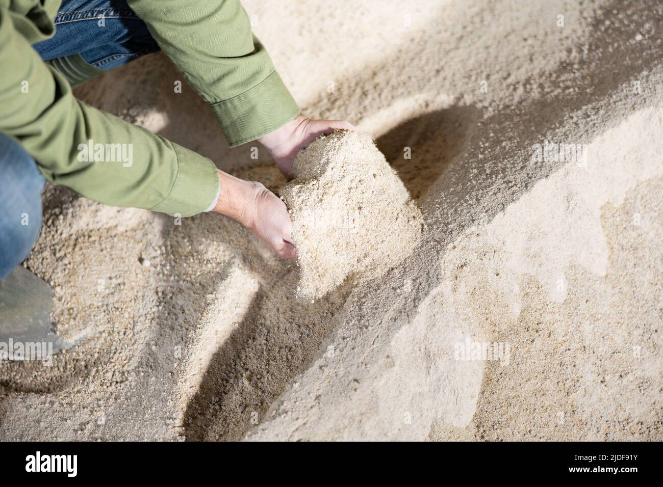 Farmer holds a handful of cornmeal in his hands - feed for cows and ...