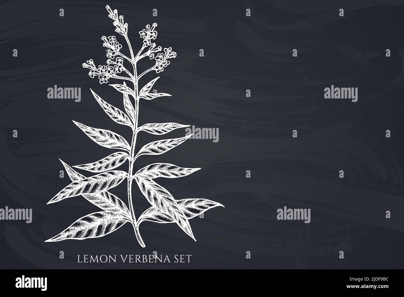 Tea herbs hand drawn vector illustrations collection. Chalk lemon ...