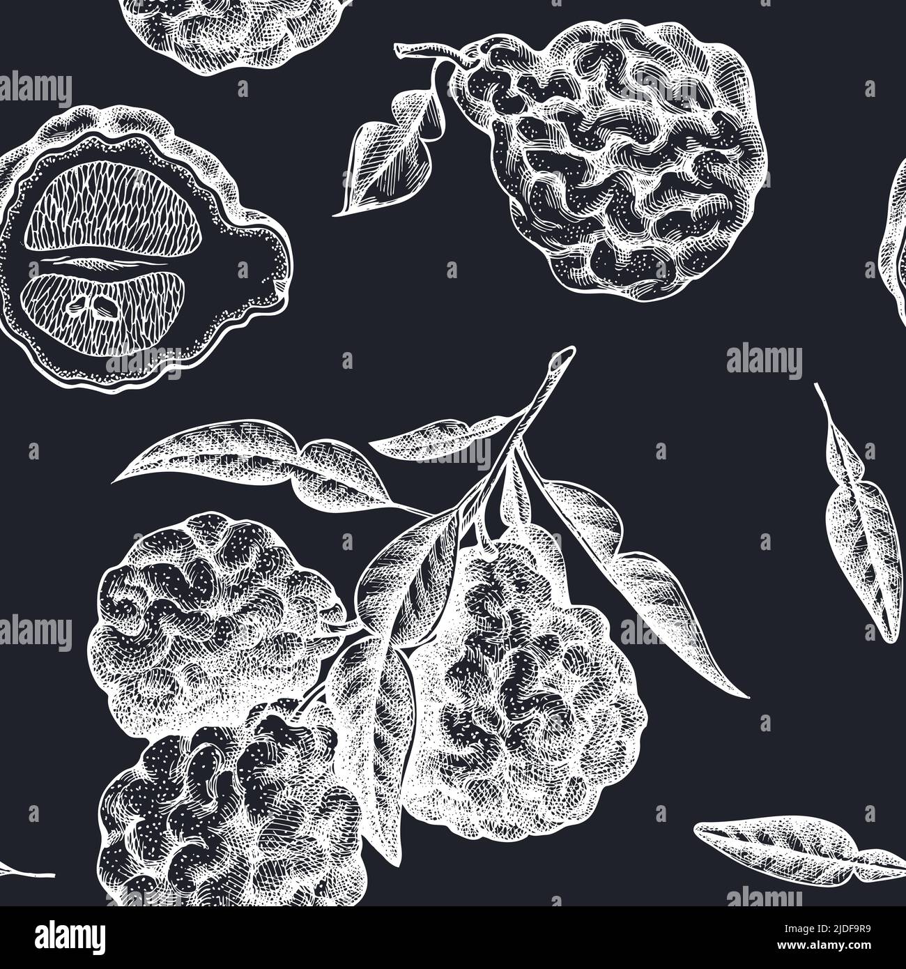 Citrus seamless pattern background design. Engraved style. Hand drawn bergamot Stock Vector ...