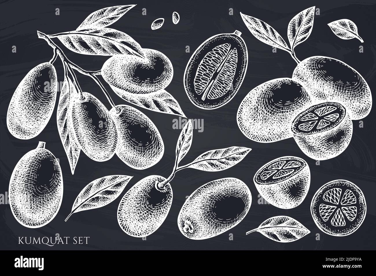 Citrus hand drawn vector illustrations collection. Chalk kumquat Stock ...